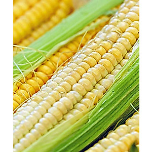 Sugar Buns Sweet Yellow Corn Seeds for Planting, 50+ Heirloom Seeds Per Packet, (Isla's Garden Seeds), Non GMO, 90% Germination Rates, Botanical Name: Zea mays, Great Home Garden Gift