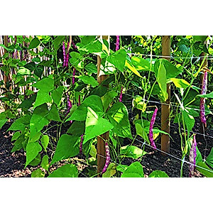 Tenax 100521793 Hortonova SM Plant Trellis Net, 48" x 328' White