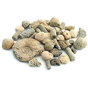 Fossil Sorting Kit 2 lbs
