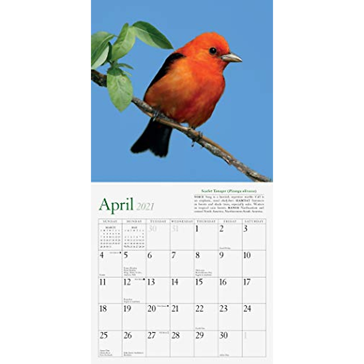 Audubon Songbirds Mini Wall Calendar 2021
