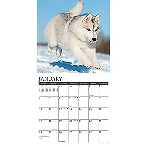 Just Siberian Huskies 2021 Wall Calendar (Dog Breed Calendar)