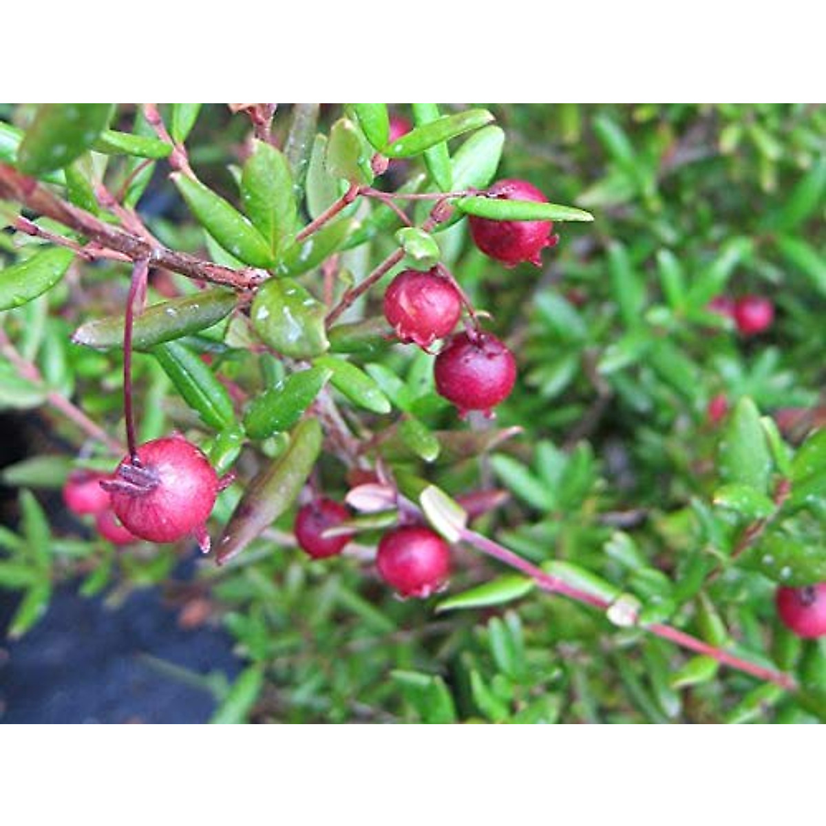 1135-Chilean Strawberry Bush (Ugni molinae) Seeds by Robsrareandgiantseeds UPC0764425787488 Non-GMO,Organic,Historic Plants, Bonsai,1135 Package of 5 Seeds