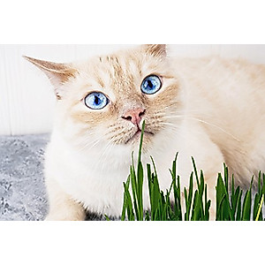 PET SUPPLEMENTS cat probiotic - Cats Digestive AID - PROBIOTIC Formula - Treats - cat probiotic Treats - 2 Bottle (120 Chews)