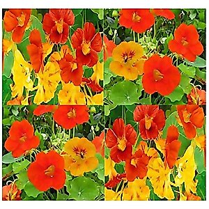 PETBROO Big Pack - Nasturtium Flower Seed Mix (1,000) - Edible Tropaeolum nanum - Spurred, Flat-Faced Trumpet - Used in Cake & Bakery - Flower Seeds by MySeeds.Co (Big Pack - Nasturtium Mix)