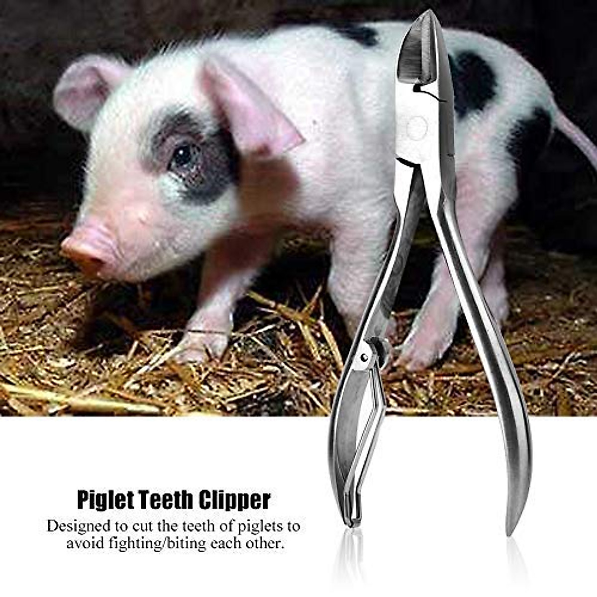 Piglet Teeth Cutter, 12cm/4.7in Stainless Steel Tooth Cutter Scissor Pig Tooth Nipper Piglets Teeth Clipper