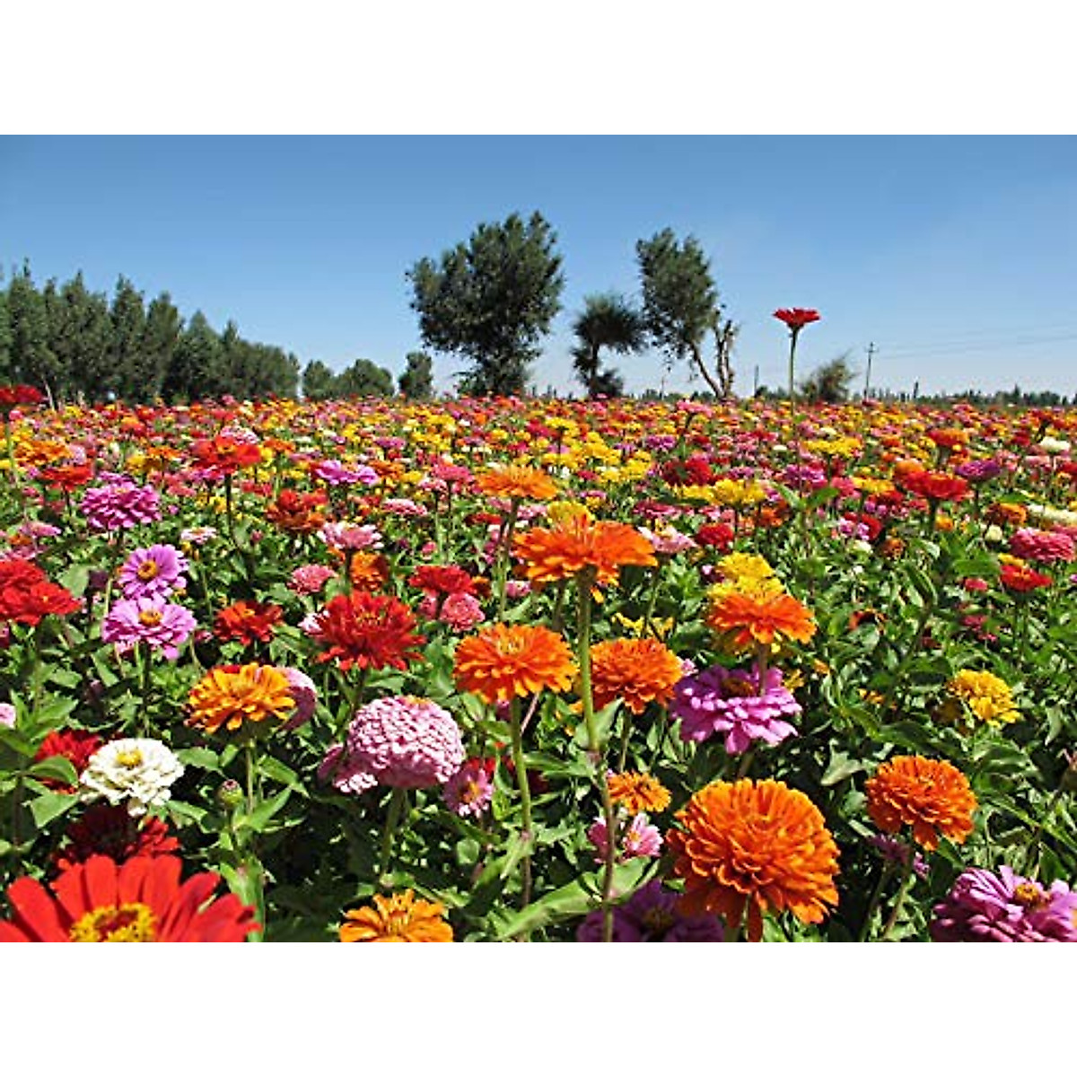 150+ Mixed Double Zinnia Seeds Flower Garden Big Bright Beautiful Variety Butterfly