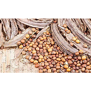 20+ Winged Bean Seeds Dragon Goa Asparagus Sigarilyas Chathura Payar Non GMO Heirloom