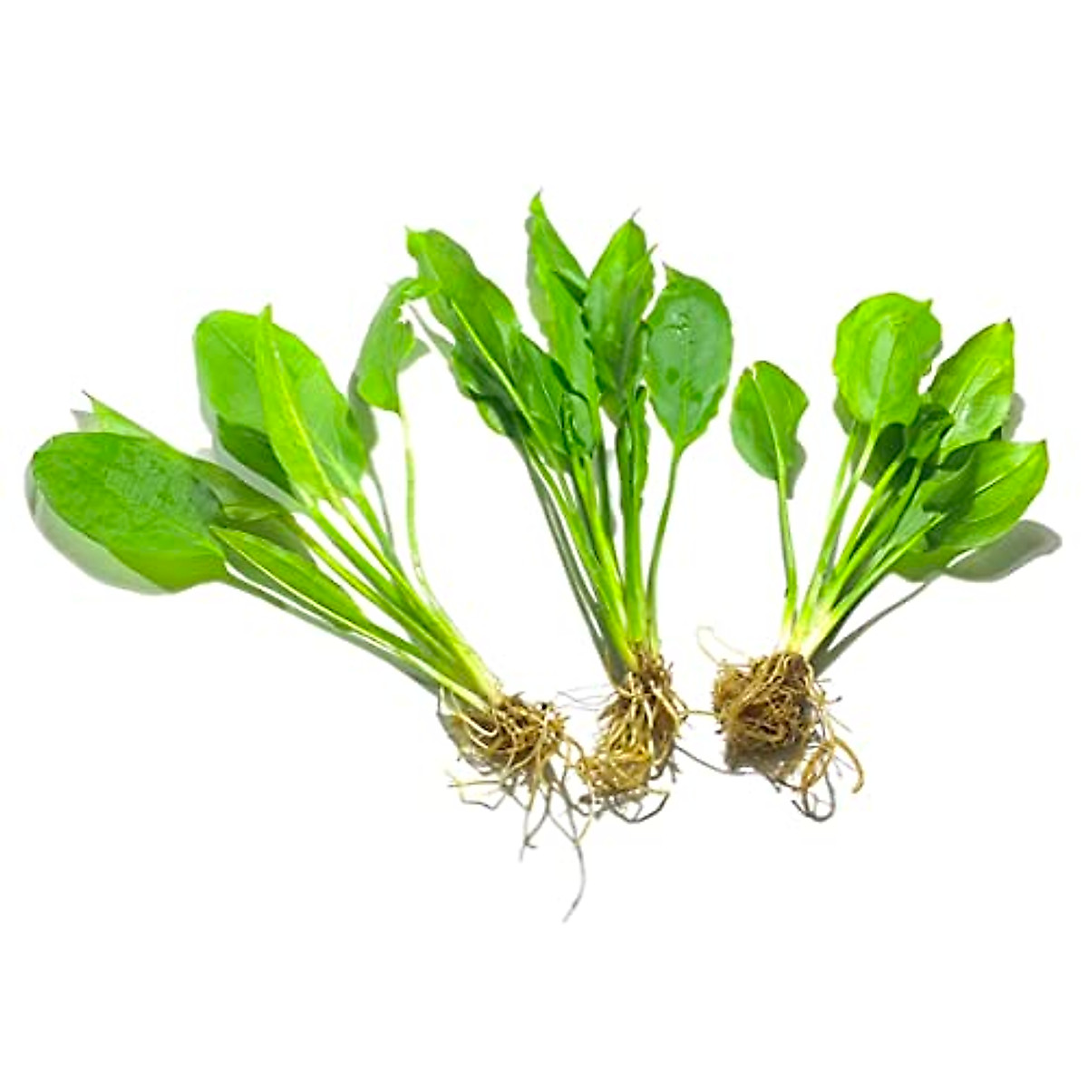 Marcus Fish Tanks - 3X Amazon Sword Echinodorus Bleheri Easy Live Aquarium Plants for Aquatic Freshwater Fish Tank