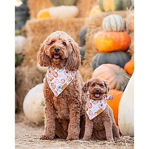 Remy+Roo Fall Dog Bandanas 4 Pack - Amber Set, Premium Durable Polyester Fabric, Patented Curved Design, Adjustable Fit for Small, Large, and XL Dogs, Trendy Patterns, Dog Fall Bandanas (Small)