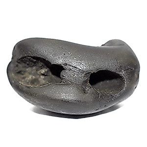 Rudrakshguru TriVikrama Shaligram - Gandaki River Nepal