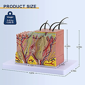 Healthible Skin Anatomy Model - 35X Enlarged Anatomical Skin Layer Structure Model Skin Anatomical Model with Hair for Science Classroom