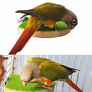 kathson Bird Perch Platform, Parrot Sanded Stand Wooden Corner Shelf Fan Shaped Cage Playground for Parrots Conures Budgies Parakeets Cockatiels Lovebirds