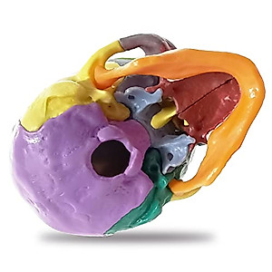 HADWYN New Update Anatomy Skull Model,15-Parts Puzzle Colorful Medical Skull Model for Kids,Human Anatomy Exploded Skull Detachable Medical Dental Clinic Teaching Equipment,with Detailed Color Manual