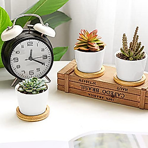 T4U 2.5 Inch Small White Succulent Planter Pots with Bamboo Tray Round Set of 12, Ceramic Succulent Air Plant Flower Pots Cactus Faux Plants Containers, White Modern Decor for Home and Office