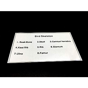 Real Bird Skeleton Specimen in Acrylic Block Paperweights Science Classroom Specimens for Science Education(5.3x3.5x1 inch)
