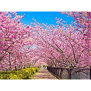 50+ Rare Cherry Blossoms Seeds for Planting - Dwarf Pink Sakura Weeping Cherry Apple Blossom Bonsai Tree Seeds for Garden/Indoor/Outdoor