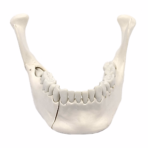 Lower Jaw Model, 16 Extractable Teeth - Anatomically Accurate Human Bone Replica - Natural Size, Natural Color - Eisco Labs