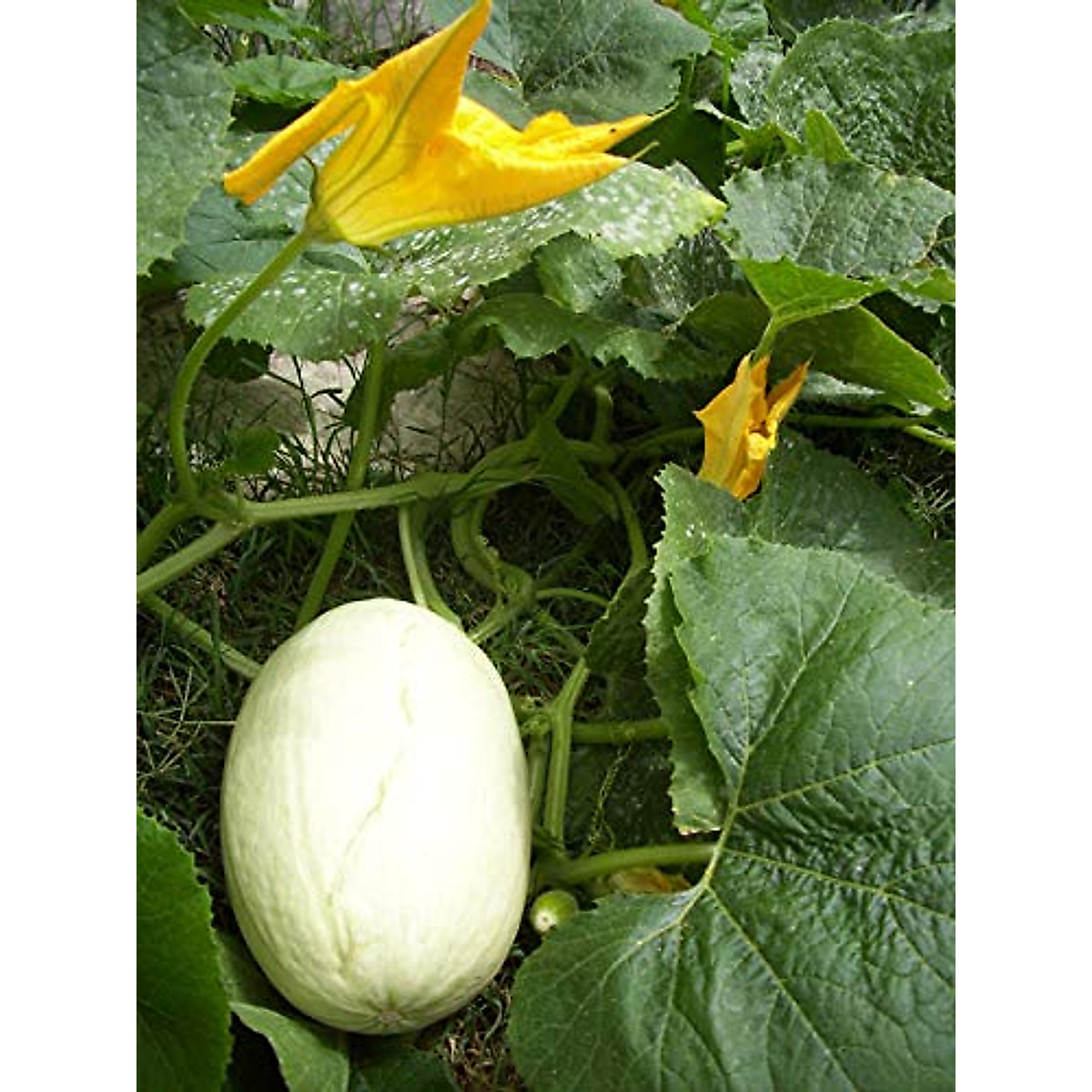 1292-Mexican White Squash (Calabacitas) Seeds by Robsrareandgiantseeds UPC0764425789925 Non-GMO,Organic,USA Grower,Bonsai,Showy,Container,Trellis,Hanging Basket,1292 Package of 7 Seeds