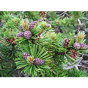 30 Dwarf Mugo Pine Bonsai Tree Seeds - Pinus mugo pumilio