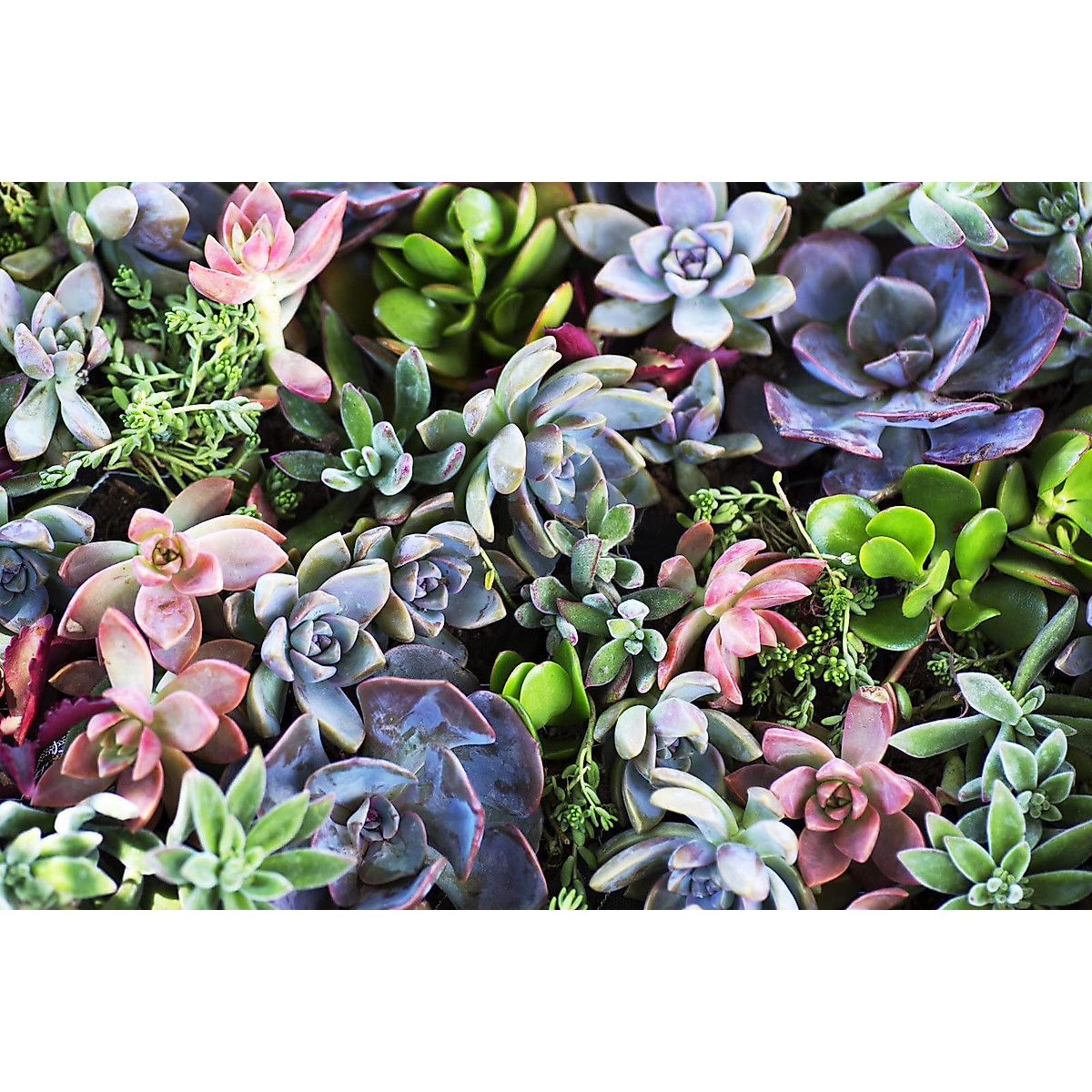 800+ Mix Succulent Seeds Rare Perennial DIY Bonsai Ornamental Plant Succulent Seeds for Planting Indoor and Outdoor