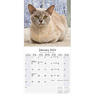 2023 2024 Burmese Cats Calendar - Cute Animal Monthly Wall Calendar - 12 x 24 Open - Thick No-Bleed Paper - Giftable - Academic Teacher's Planner Calendar Organizing & Planning