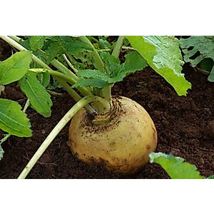 1000 Gold Ball Turnip Seeds for Planting Heirloom Non-GMO 3.5+ Grams Garden Vegetable Bulk Survival Golden Ball