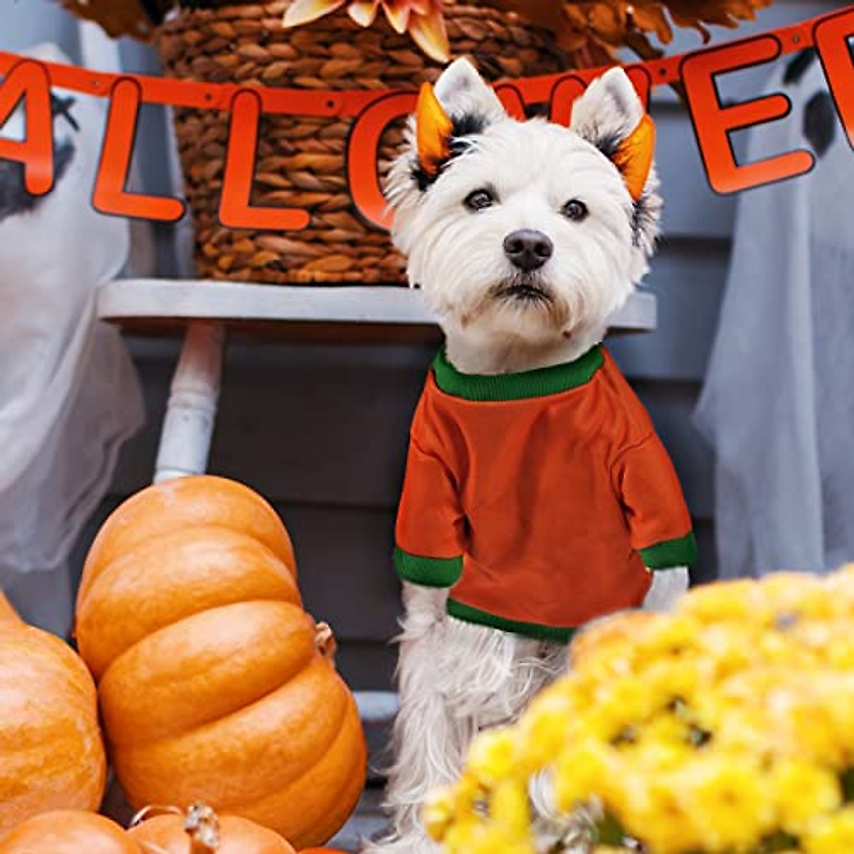 SGQCAR 4Pieces Dog Halloween Shirts Soft Cotton Ghost Skeletons Dog T-Shirt Funny Pet Pumpkin Head Costume for Small Dogs Puppy Cosplay Apparel (Pumpkin, Large)
