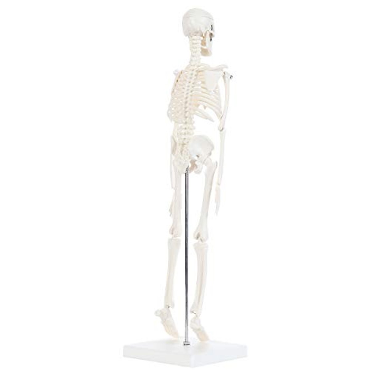 Anatomy Lab Human Skeleton Model, 19" Desktop Skeleton Has Movable Arms and Legs, Details Basic Human Skeletal System with Display Stand