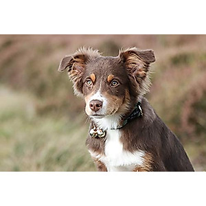 2 Extra Loud Cat & Dog Bells | Pet Tracker | Save Birds & Wildlife | Luxury Handmade Copper | Beau's Bells (Medium)