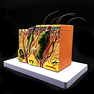 Skin Model, 35X Enlarged Anatomical Model Anatomy for Science Classroom Study Display Teaching Medical Model