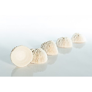 Mushroom Sea Coral | White Real Mushroom Coral 1"-1.5" (5-Pack) | Aquarium Ornament for Decoration | Plus Free Nautical eBook by Joseph Rains