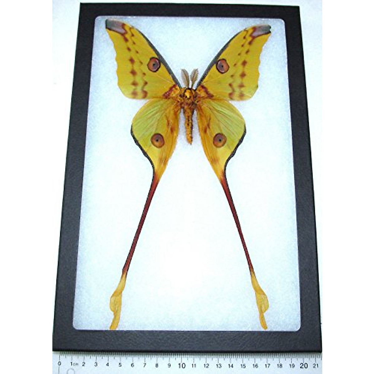 BicBugs Argema mittrei Male Real Framed Comet Luna Moth Madagascar