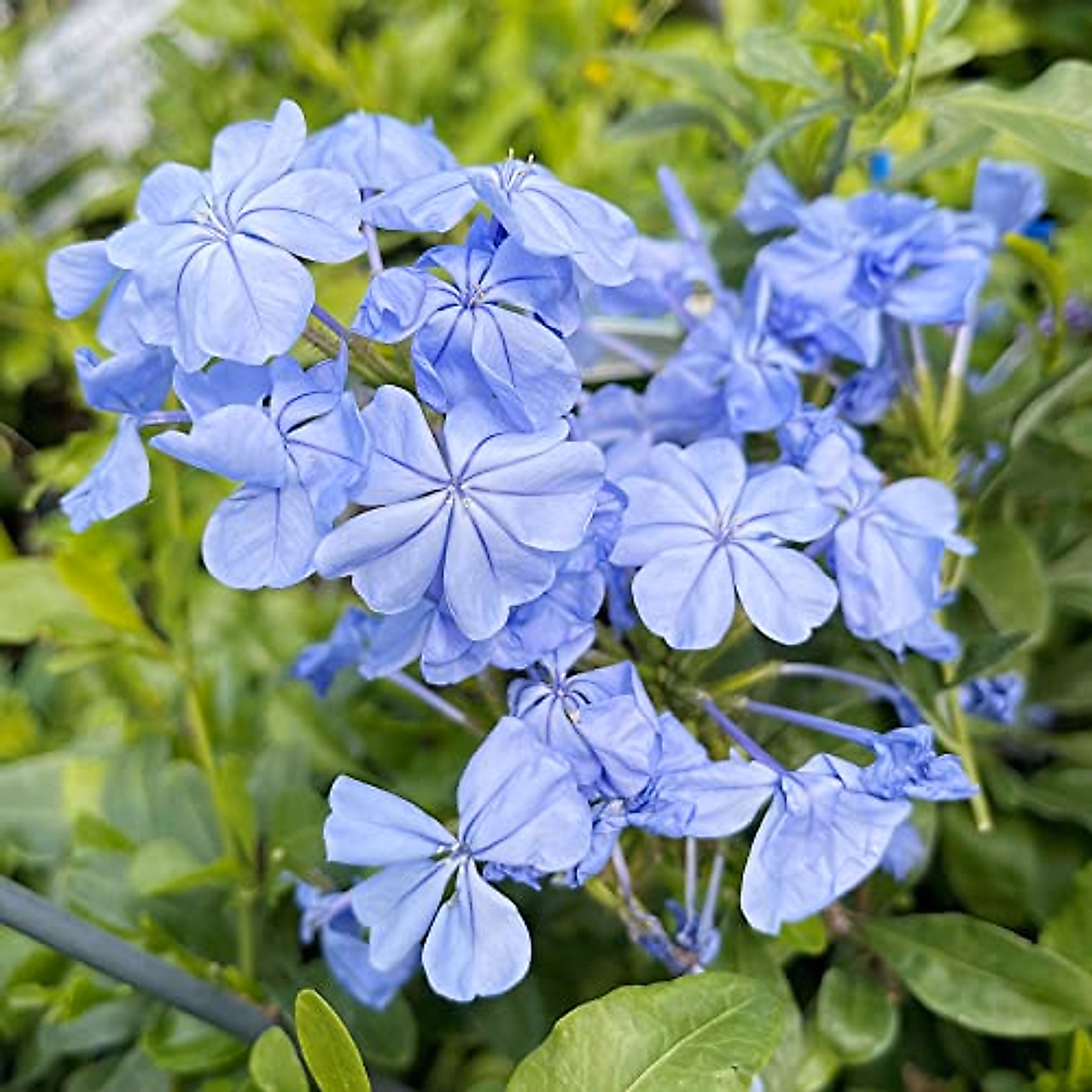 YEGAOL Garden 10Pcs Blue Plumbago Seeds Perennial Leadwort Non-GMO Hardy Home Garden Plant Flower Seeds