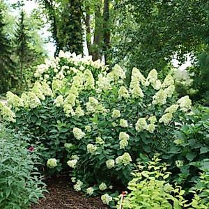 2 Gal. Limelight Prime Hydrangea Shrub, Green to Pink blooms