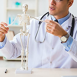 Aliwovo Skeleton Model Anatomy Mini Human Anatomical Skeleton Medical Education Study 17.7&quot;Model with Colorful Manual and Exquisite Packaging