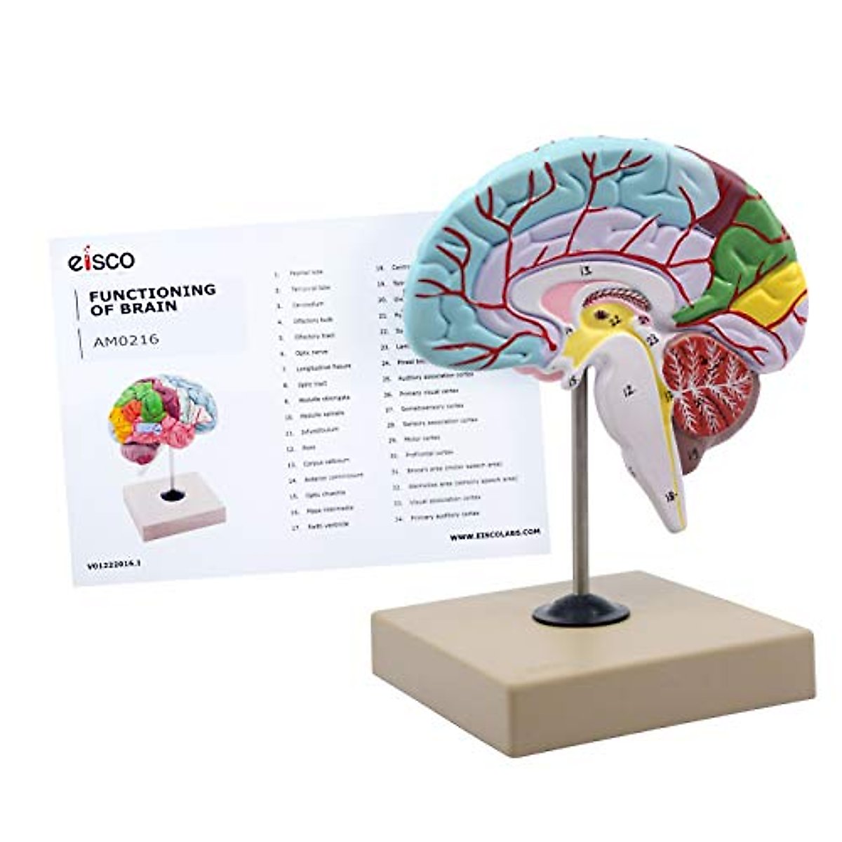 Functional Human Brain Model, Cross Section - 1/2 Size - Color Coded & Numbered with Key Card - Includes Mount - Eisco Labs