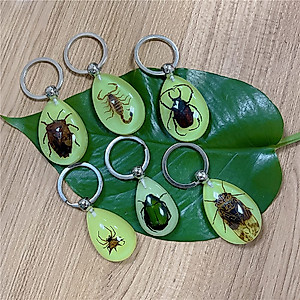 QTMY 6 Pack Insect in Resin Specimen Collection Luminous Glow in The Dark Keychain Keyring ,Halloween Christmas Science Classroon Decor Kits Set Education