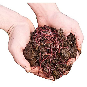 MAZE Two Level Worm Farm Compost Bin