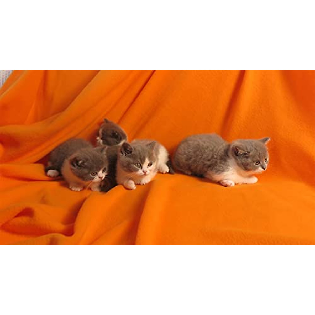 Ngawari Fleece Throw Blanket Lightweight Soft Warm Cozy Pet Blanket (Orange, 50 * 60 Inch)