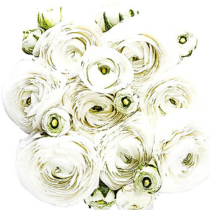 Mixed Peony Ranunculus -12 Largest Size Corms Bulbs