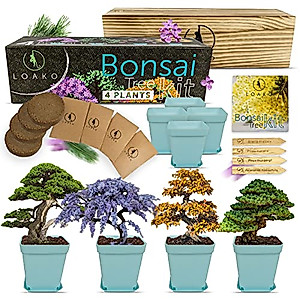 Bonsai Tree Seed Starter Kit - Complete Growing Kit - Grow 4 Bonsai Tree Live Indoor Plant from Seed - Adult Crafts - Grow Your Own Live Plant - Great DIY Kits for Adults - Crafts for Adults