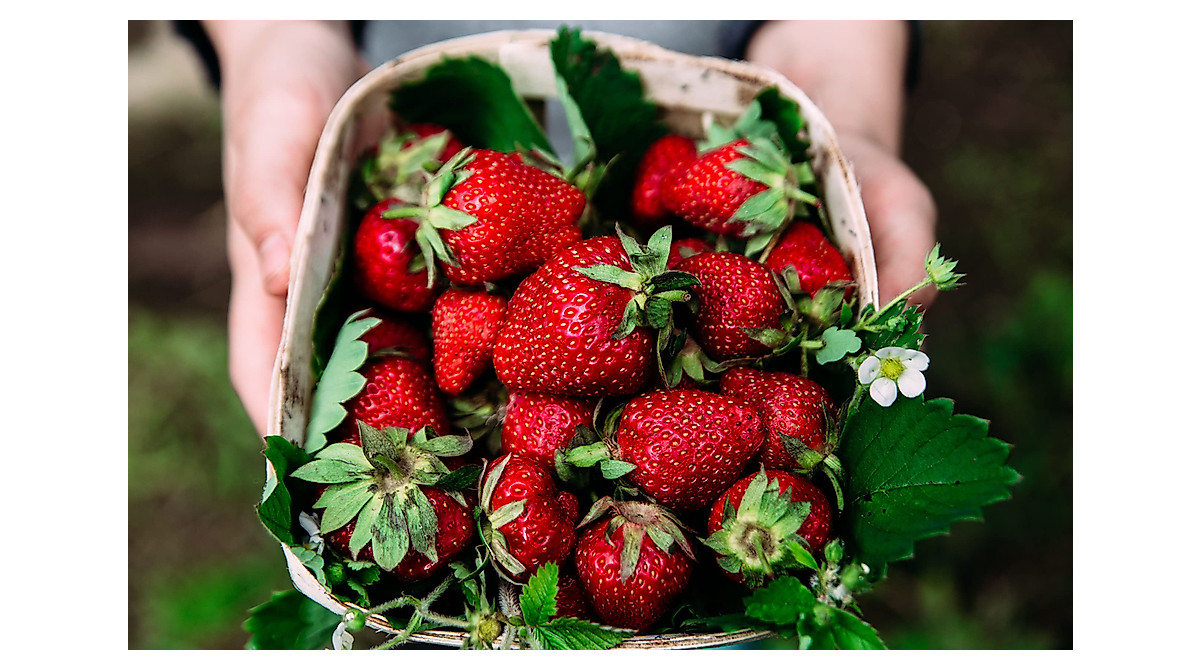 Albion Everbearing Strawberry Bare Roots Plants, 25 per Pack, Hardy ...