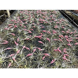 ragnaroc Air Plants - Flowering Tillandsia Pink Paske Large 5" - 1ct - Live Arrival Guaranteed - House Plants for Home Decor & Gift