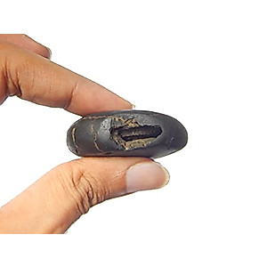 XUETZALCOATL Laxmi janardan shaligram Purnachakra Purnagarbha Shaligram Nepal Kali Gandki