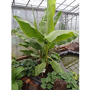 Musa Dwarf Cavendish Banana Tree Fruit Plants Live for Planting