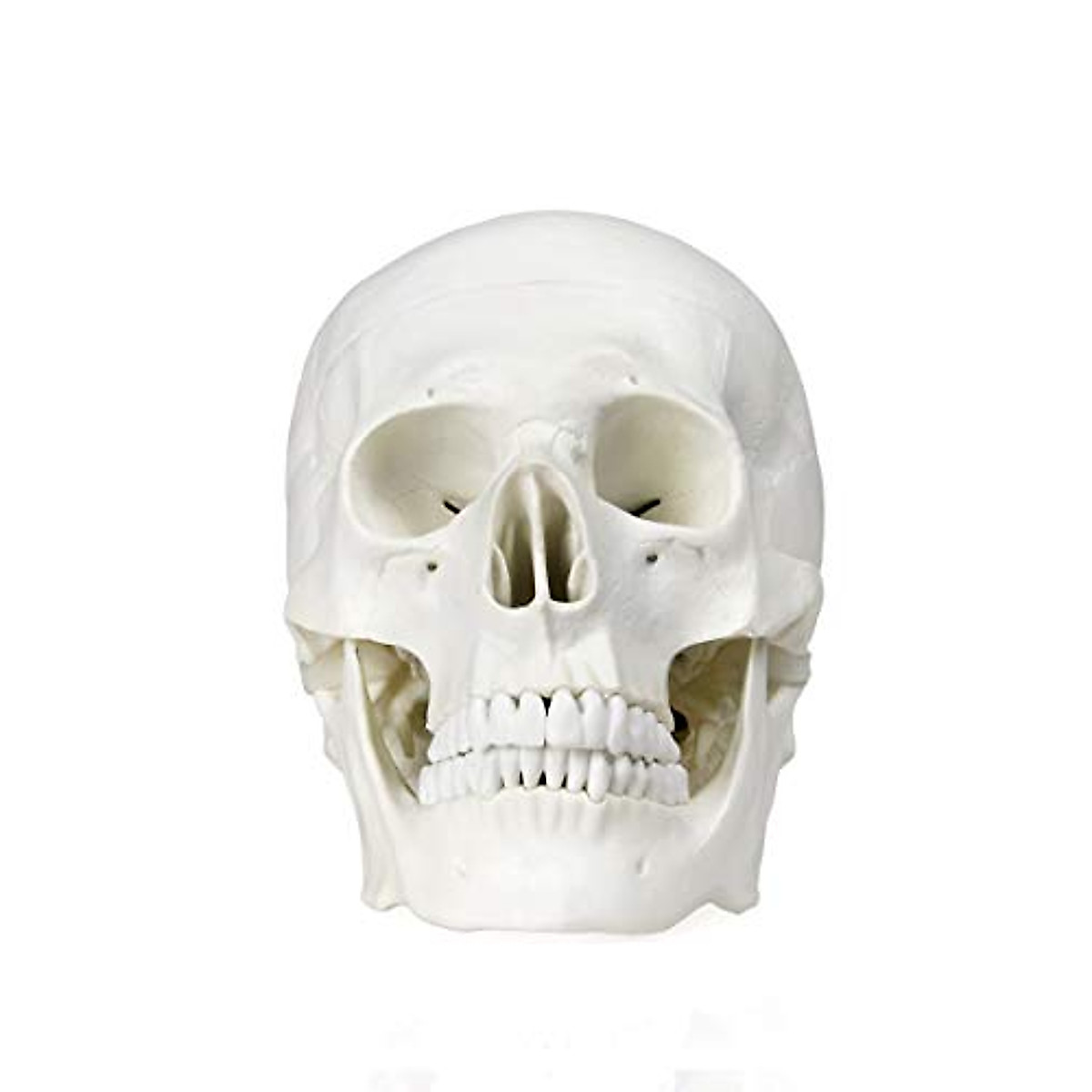 Vision Scientific VAL207-A Life-Size Human Skull – 3 Parts | Medical Grade, Features Joints, Sutures, Fissures, Joints, Foramina and Processes | Removable Skull Cap, Full Dentition | W Manual