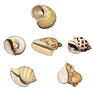 Petawi Hermit Crab Shells Large Medium XLarge Natural Growth Shells for Hermit Crab Variety Turbo Seashells Sea Conch No Painted Hermit Crab Supplies