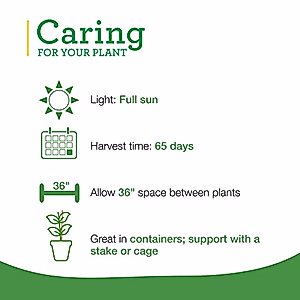 Bonnie PLANTS Husky Cherry Red Tomato Live Vegetable Plants - 4 Pack, Non-GMO, Bite Sized, Disease Resistant