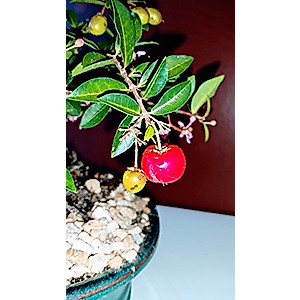 Bonsai Boy Flowering Dwarf Weeping Barbados Cherry Bonsai Tree - Medium Malpighia Pendiculata