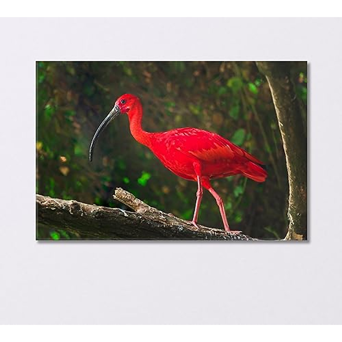 Exotic Bird Scarlet Ibis Canvas Print 1 Panel / 36x24 inches